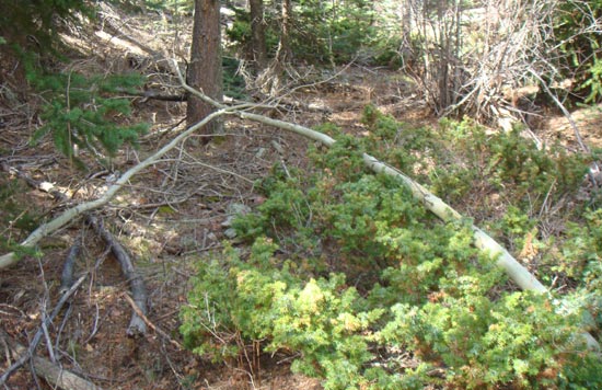 Bigfoot Research Tree Break Pictures Sasquatch Investigations Rockies