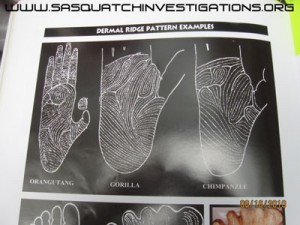 Sasquatch Handprint Photos – Sasquatch Investigations of the Rockies