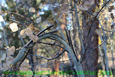 Bigfoot Research Tree Break Pictures Sasquatch Investigations Rockies