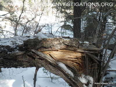 Bigfoot Research Tree Break Pictures Sasquatch Investigations Rockies