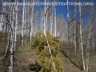 Bigfoot Research Tree Break Pictures Sasquatch Investigations Rockies