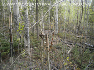 Bigfoot Research Tree Break Pictures Sasquatch Investigations Rockies