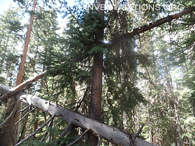 Sasquatch Teepee Structures Can Be Found Throughout Colorado