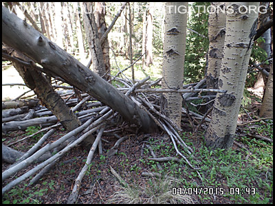 Sasquatch Teepee Structures Can Be Found Throughout Colorado